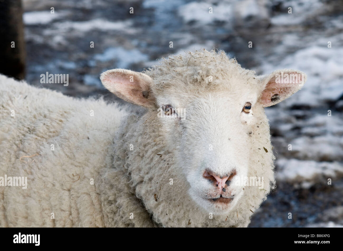 A close up of a sheep looking at photographer Stock Photo - Alamy