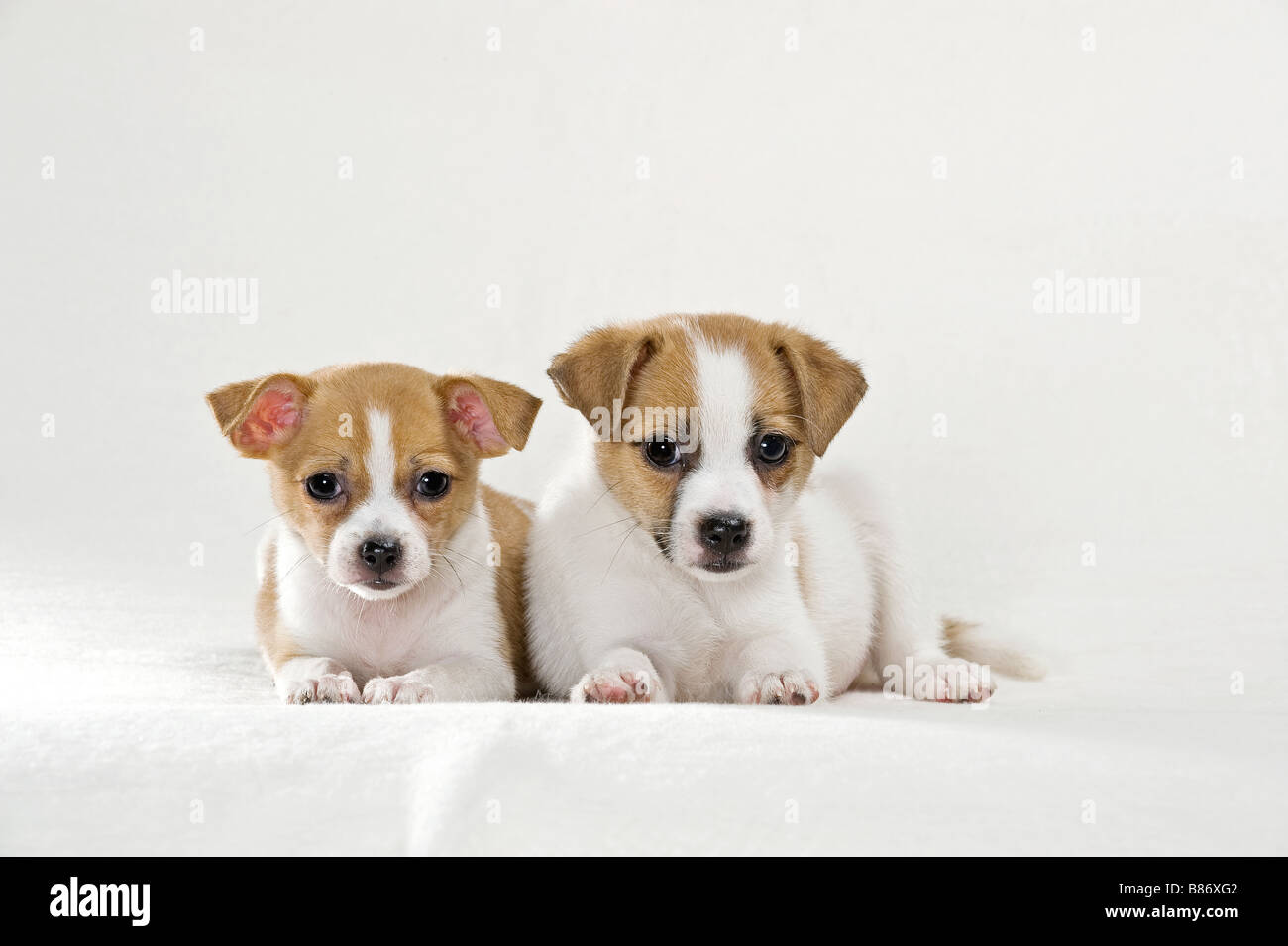 two half breed dog puppies - lying - cut out Stock Photo - Alamy