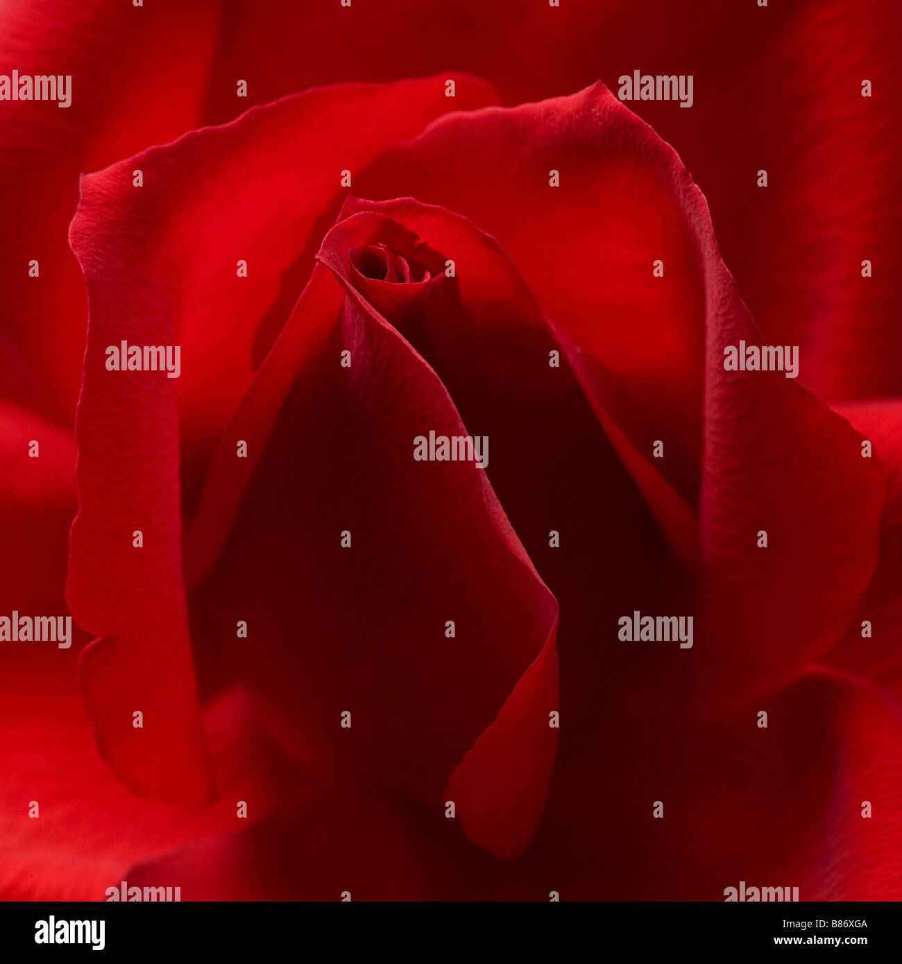 red rose closeup background with twirling petals Stock Photo - Alamy