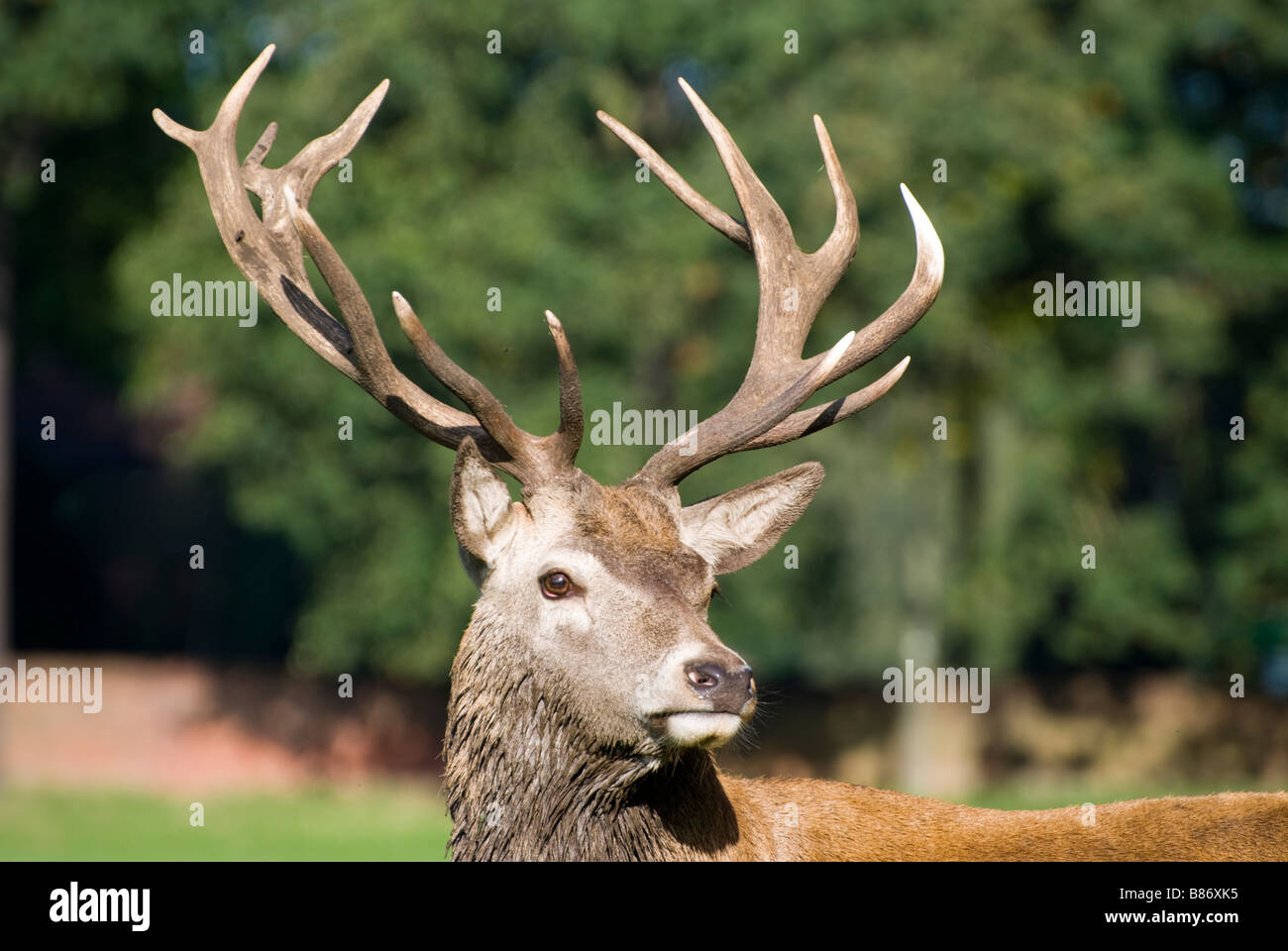 Stag hunt hi-res stock photography and images - Alamy