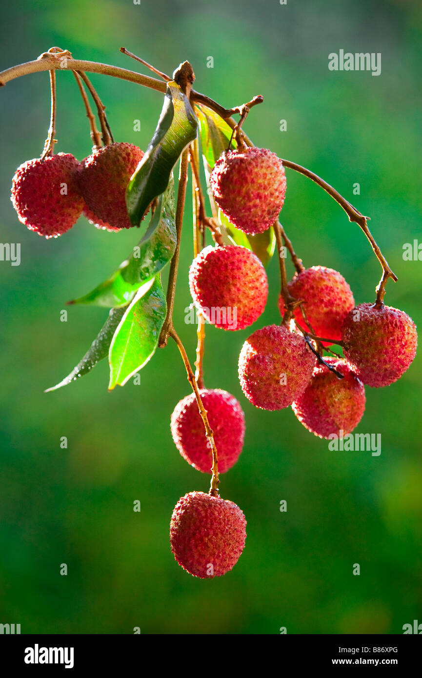 Exotic tropical reunion vertical hi-res stock photography and images ...