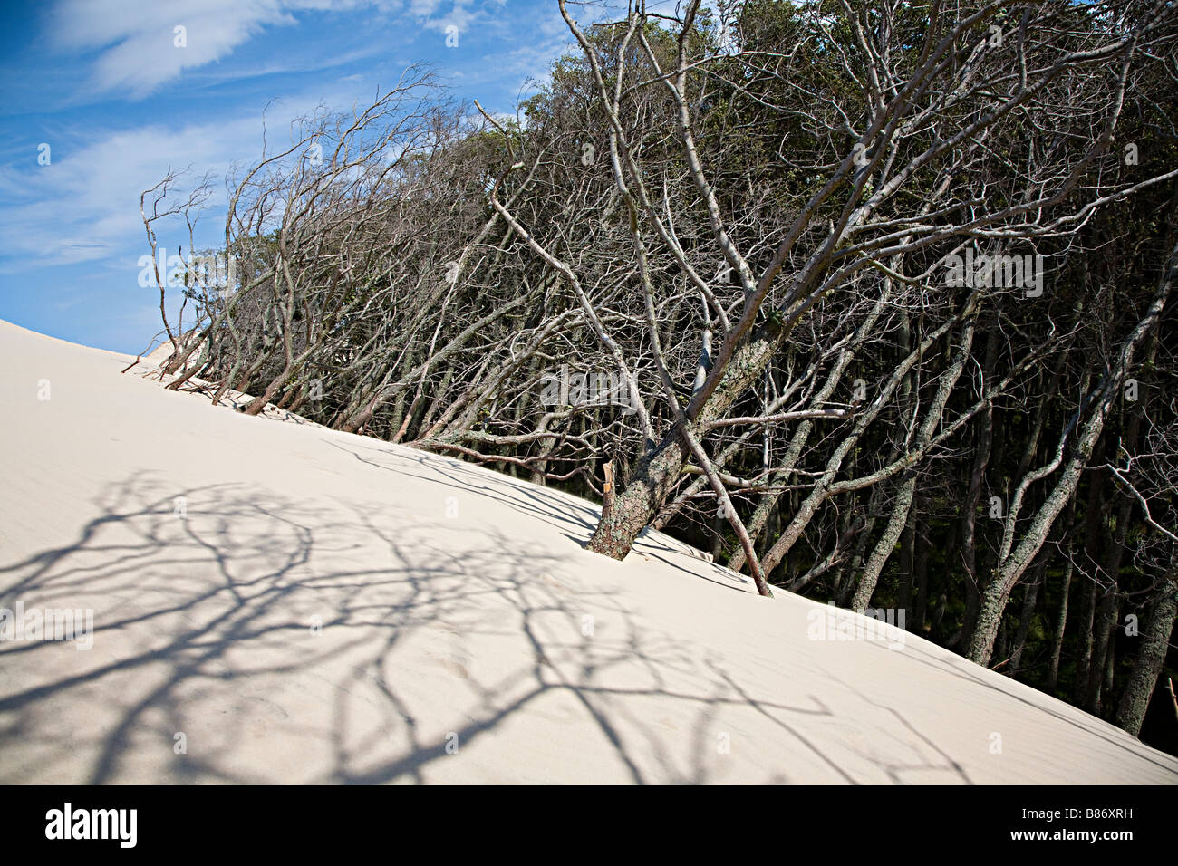 Lacka Gora dunes moving front pushing over forest of trees (this photo ...
