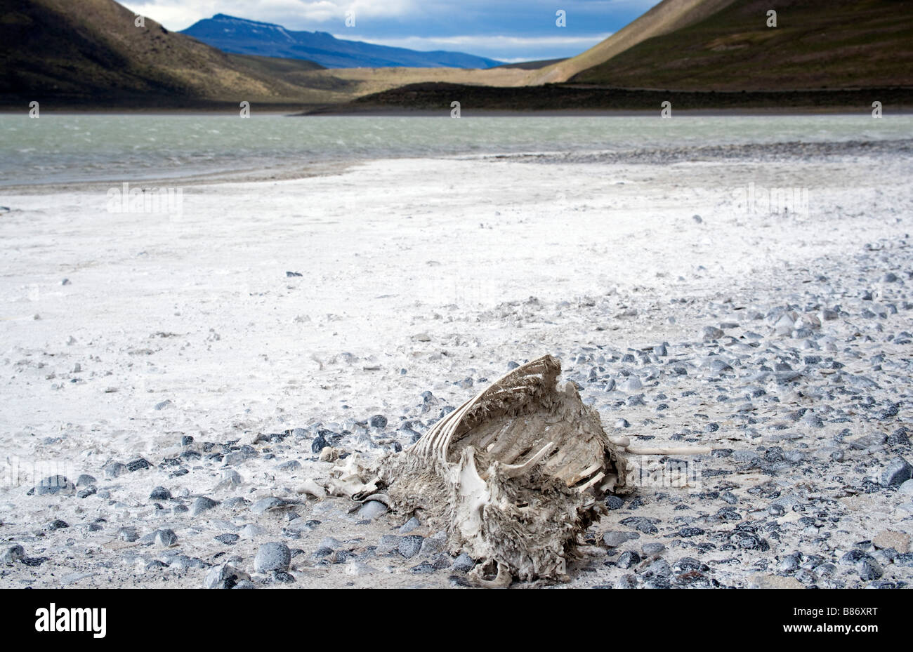 Guanaco skeleton hi-res stock photography and images - Alamy