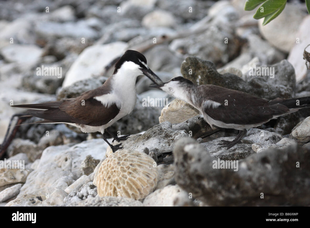Regurgitating High Resolution Stock Photography and Images - Alamy