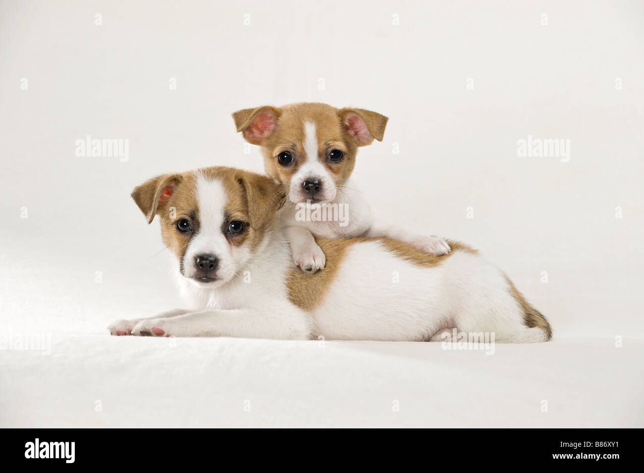 two half breed dog puppies - lying - cut out Stock Photo - Alamy