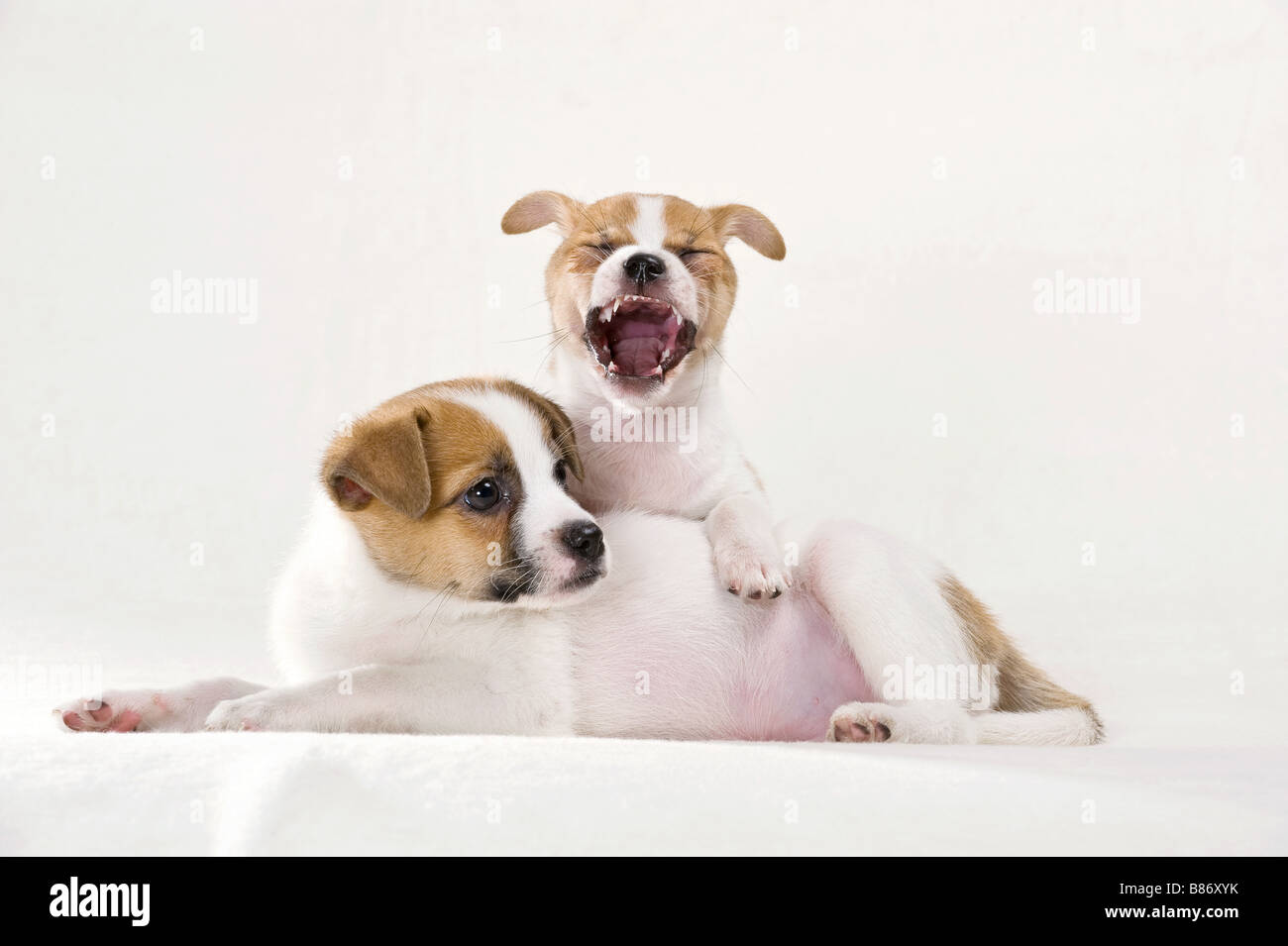 two half breed dog puppies - lying - cut out Stock Photo - Alamy
