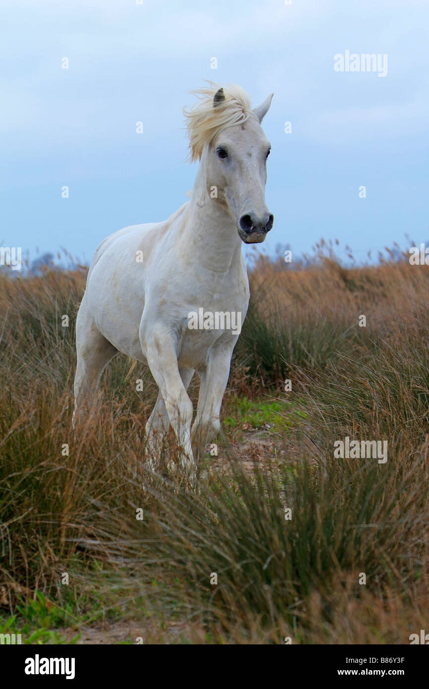 Camargue Horse, France Stock Photo - Alamy