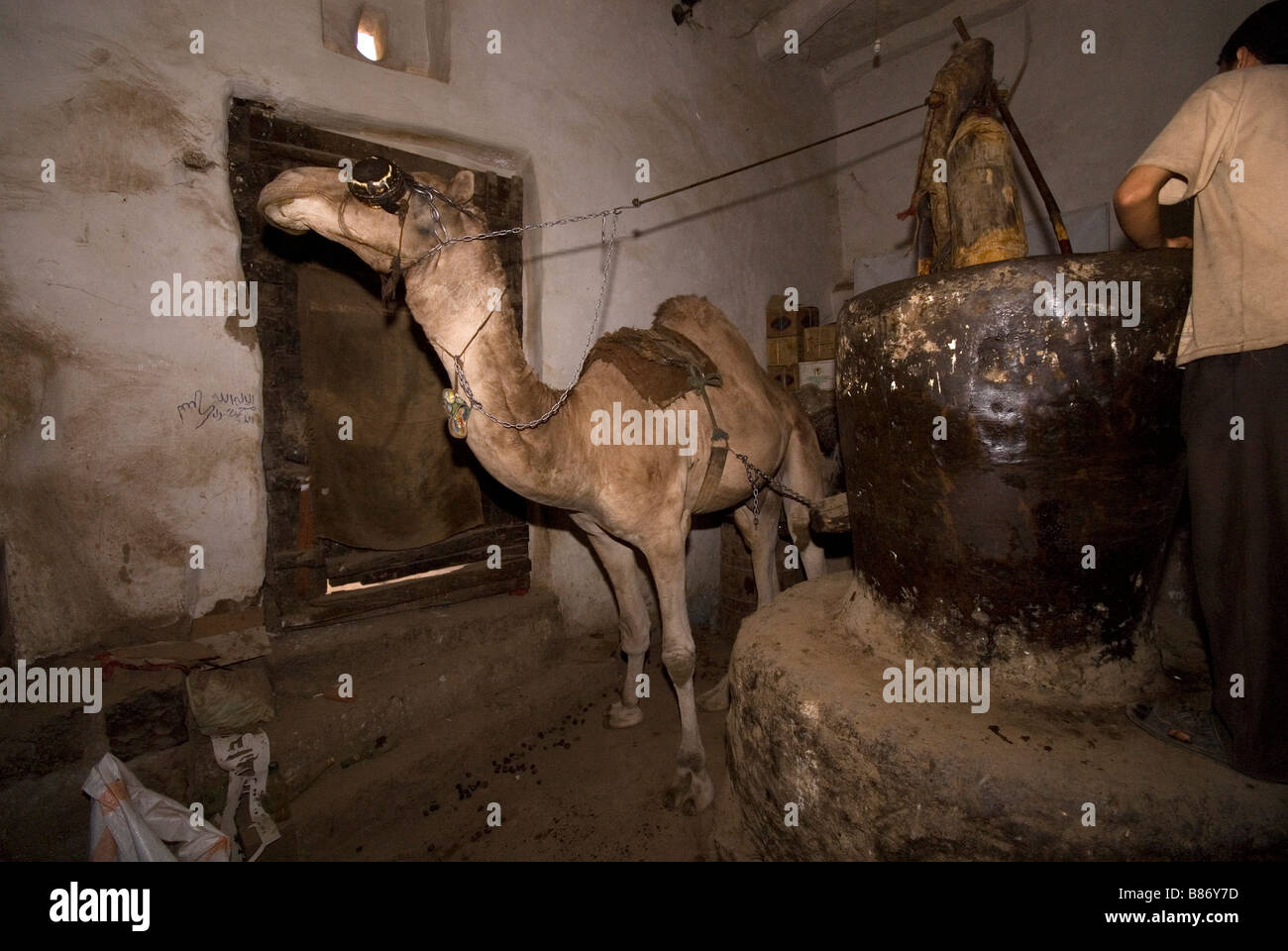 Camel operated mill, Sanaa Yemen Stock Photo - Alamy