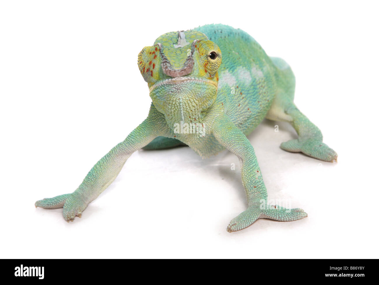 chameleon lizard studio Stock Photo - Alamy