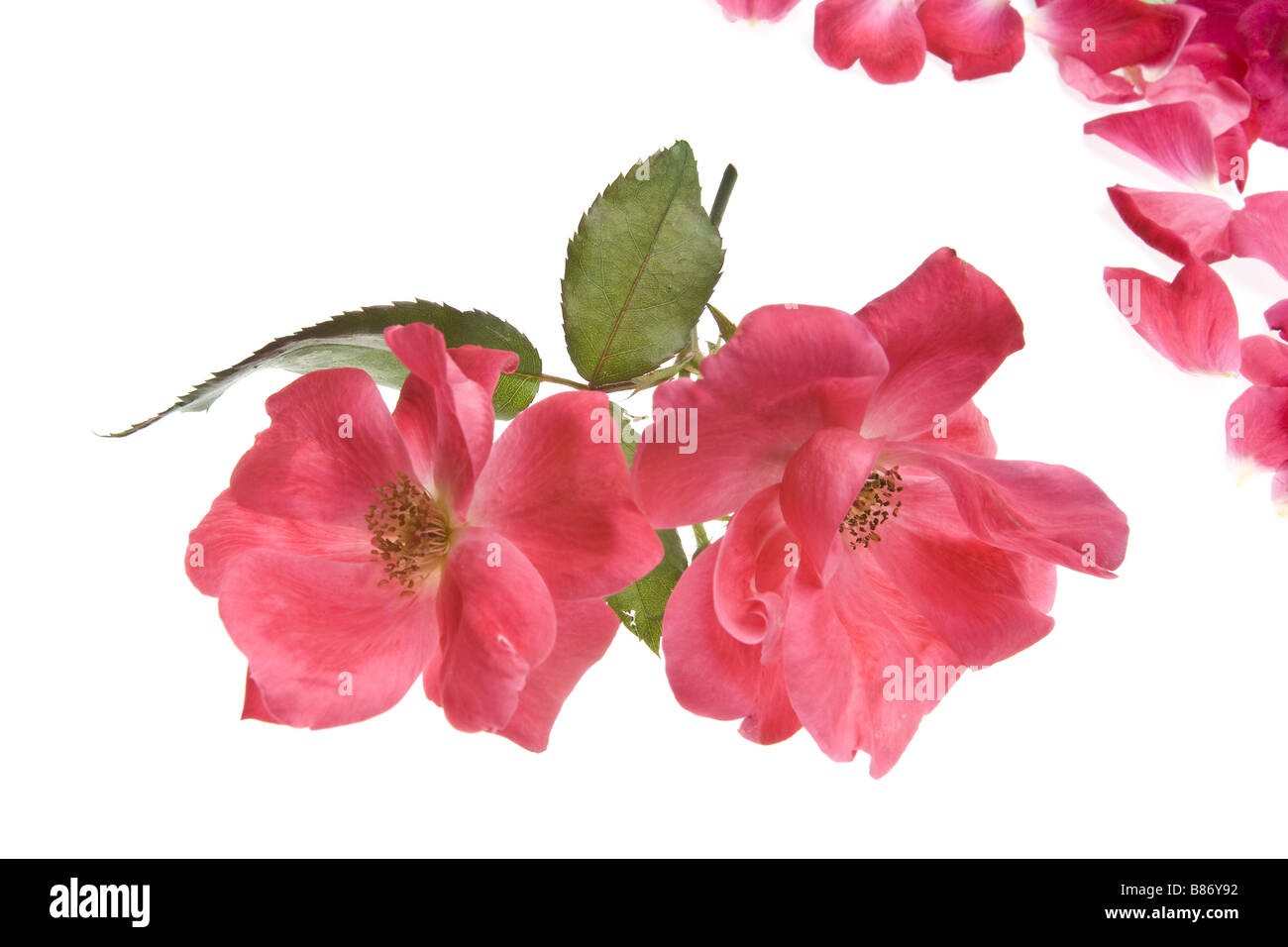 Antique Tea Roses isolated on white background Stock Photo - Alamy