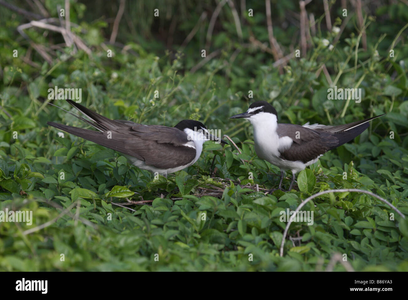 bridled terns two adults at a nest Stock Photo - Alamy