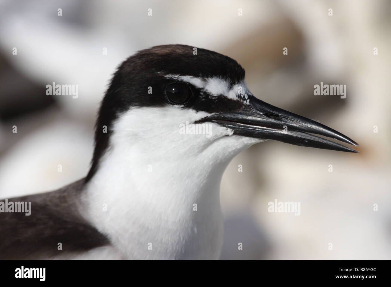 Bridled tern hi-res stock photography and images - Alamy