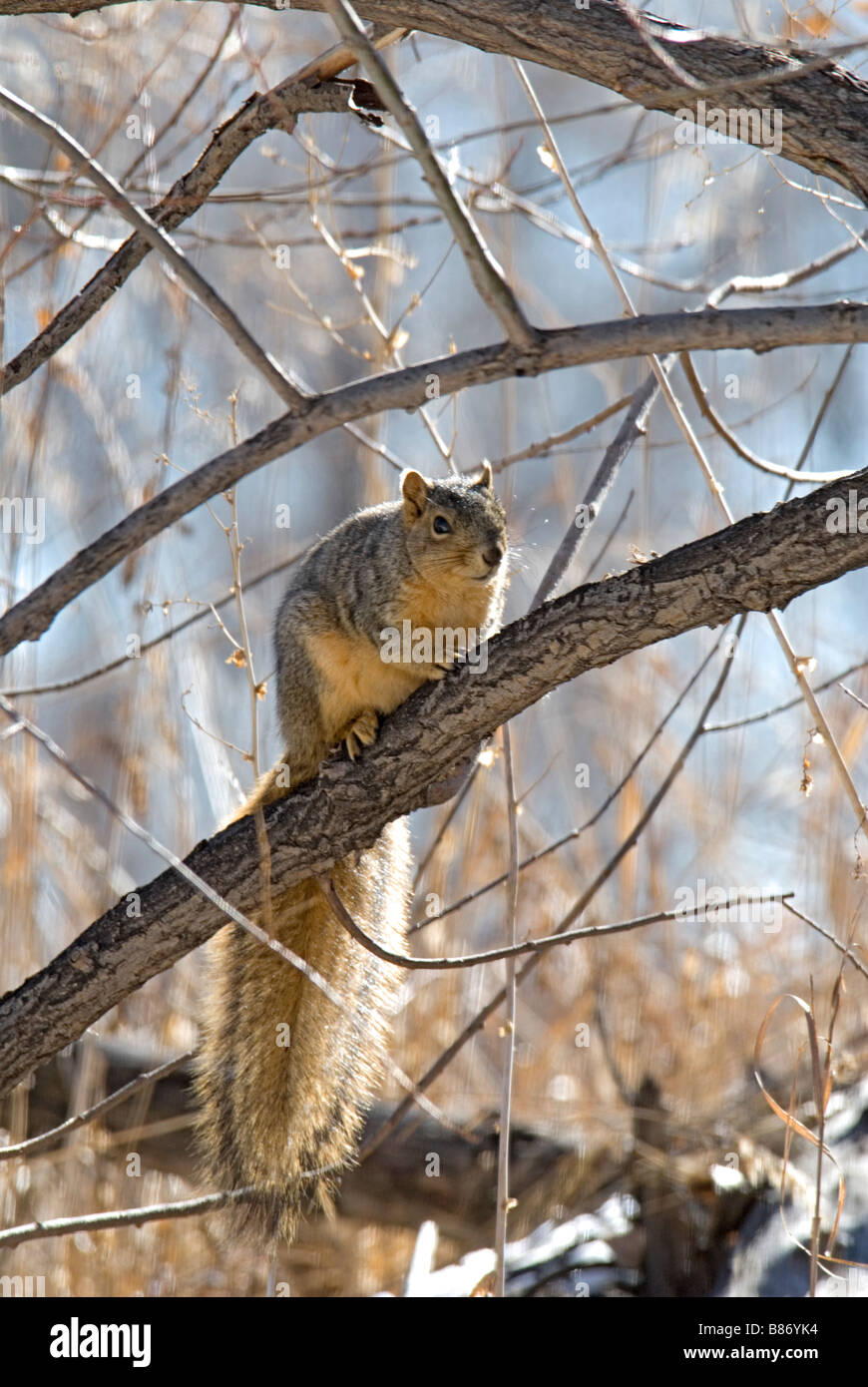 Yellow Pine Chipmunk High Resolution Stock Photography and Images - Alamy