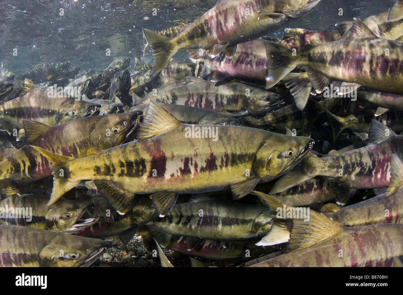 Chum Salmon Oncorhynchus keta migrating up river to spawn Juneau Alaska ...