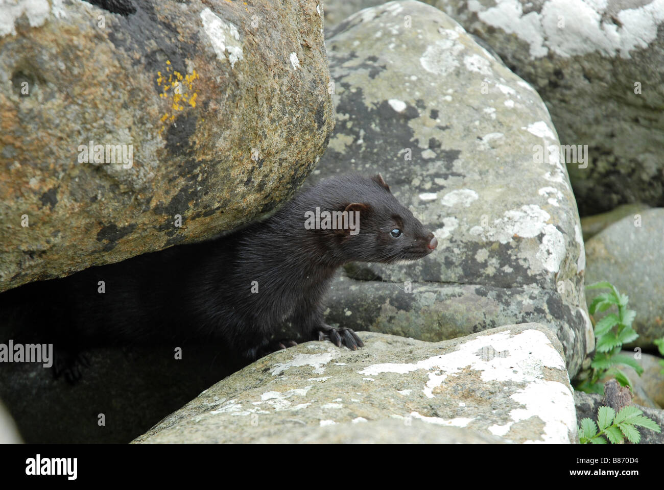 American Mink in the wild Stock Photo - Alamy
