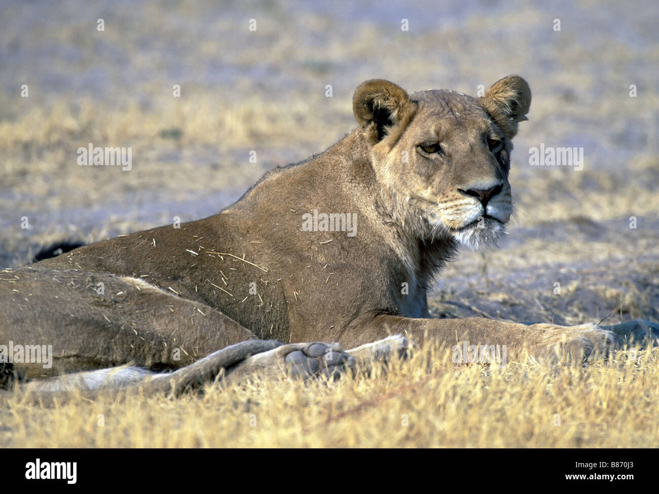 Okovango delta lion hi-res stock photography and images - Alamy