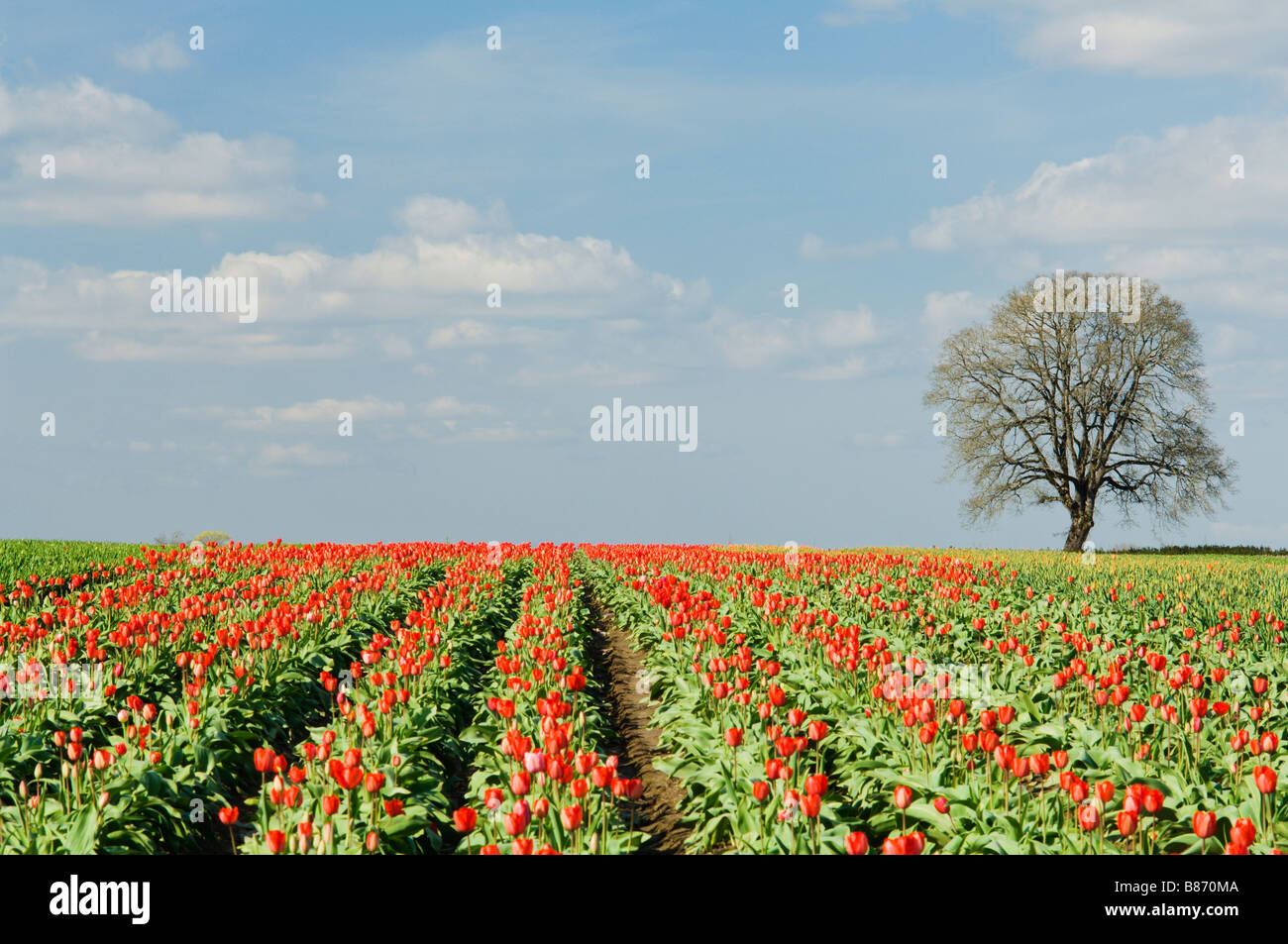 Field of tulips, Wooden Shoe Tulip Farm, Oregon, USA Stock Photo - Alamy