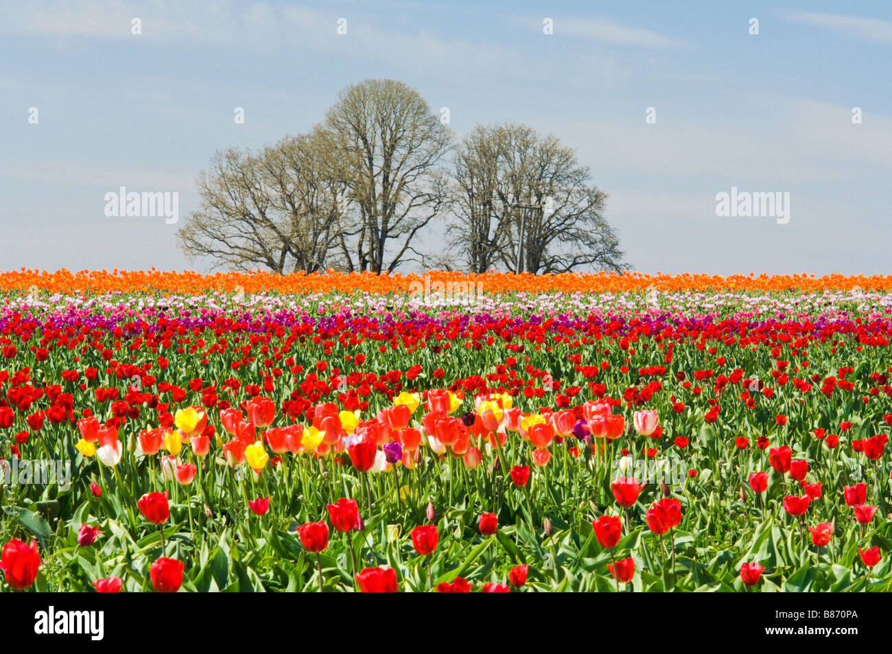 Field of tulips, Wooden Shoe Tulip Farm, Oregon, USA Stock Photo - Alamy