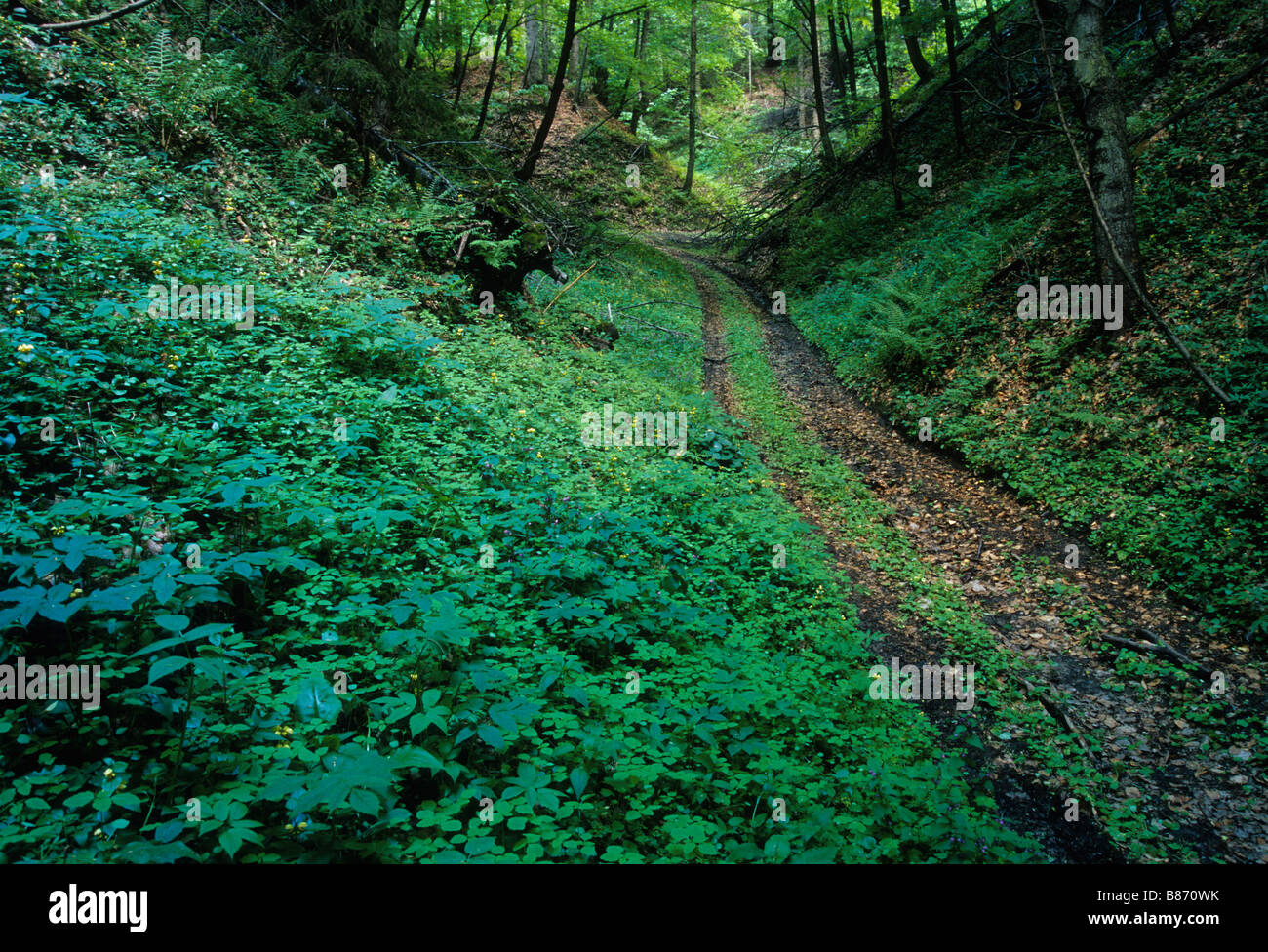 Loess gorge in forest Stock Photo - Alamy