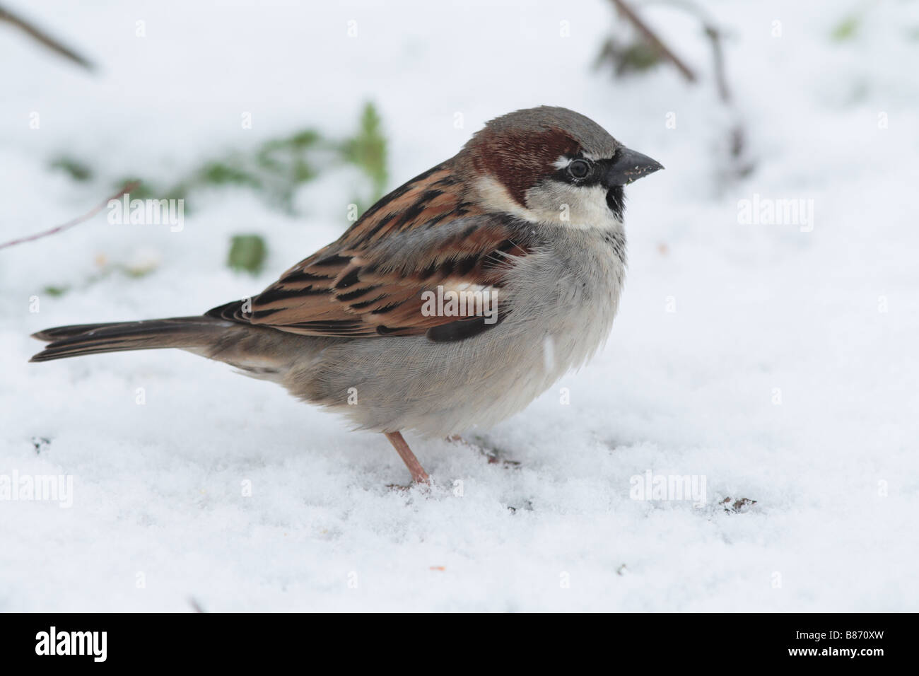 House sparrow in snow searching for food Stock Photo - Alamy