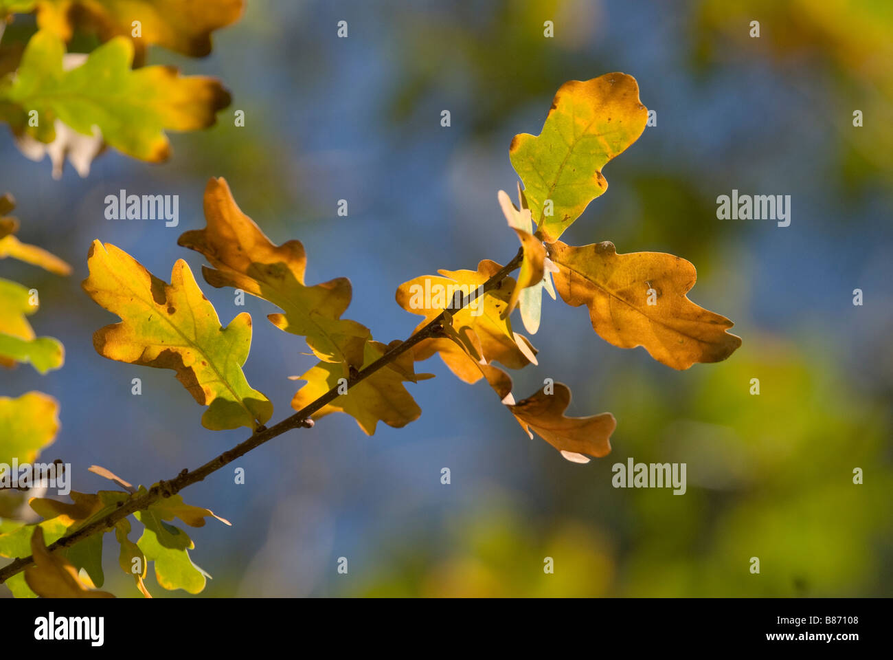 Large oak leaves hi-res stock photography and images - Alamy