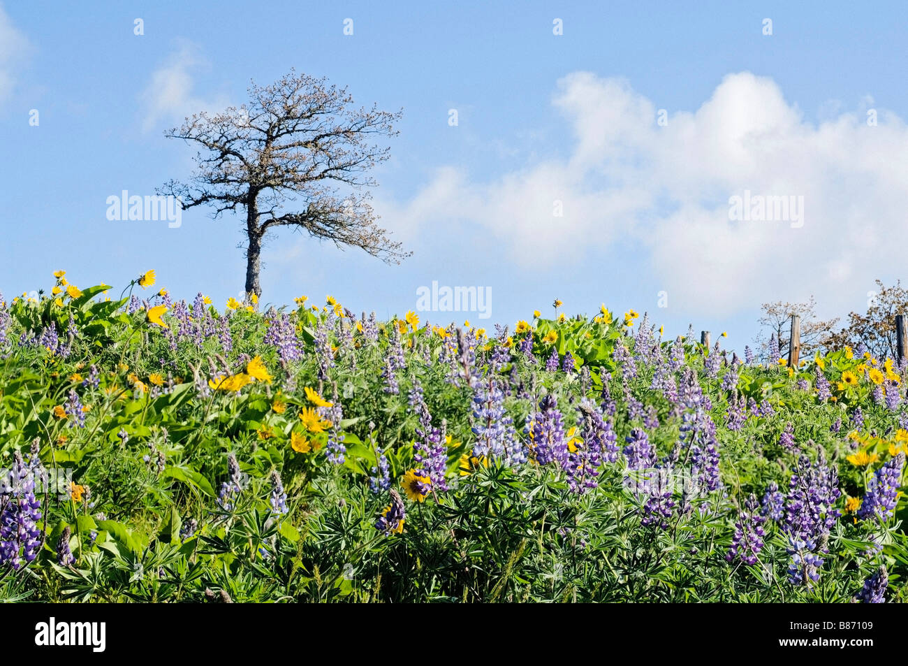 Oak tree and wildflowers, Columbia River Gorge, Oregon, USA Stock Photo ...