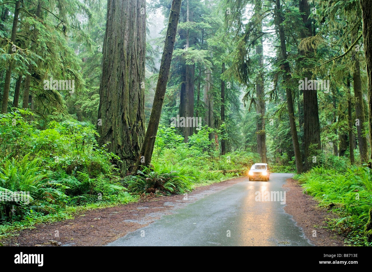 Car driving, Redwood forest, California, USA Stock Photo - Alamy