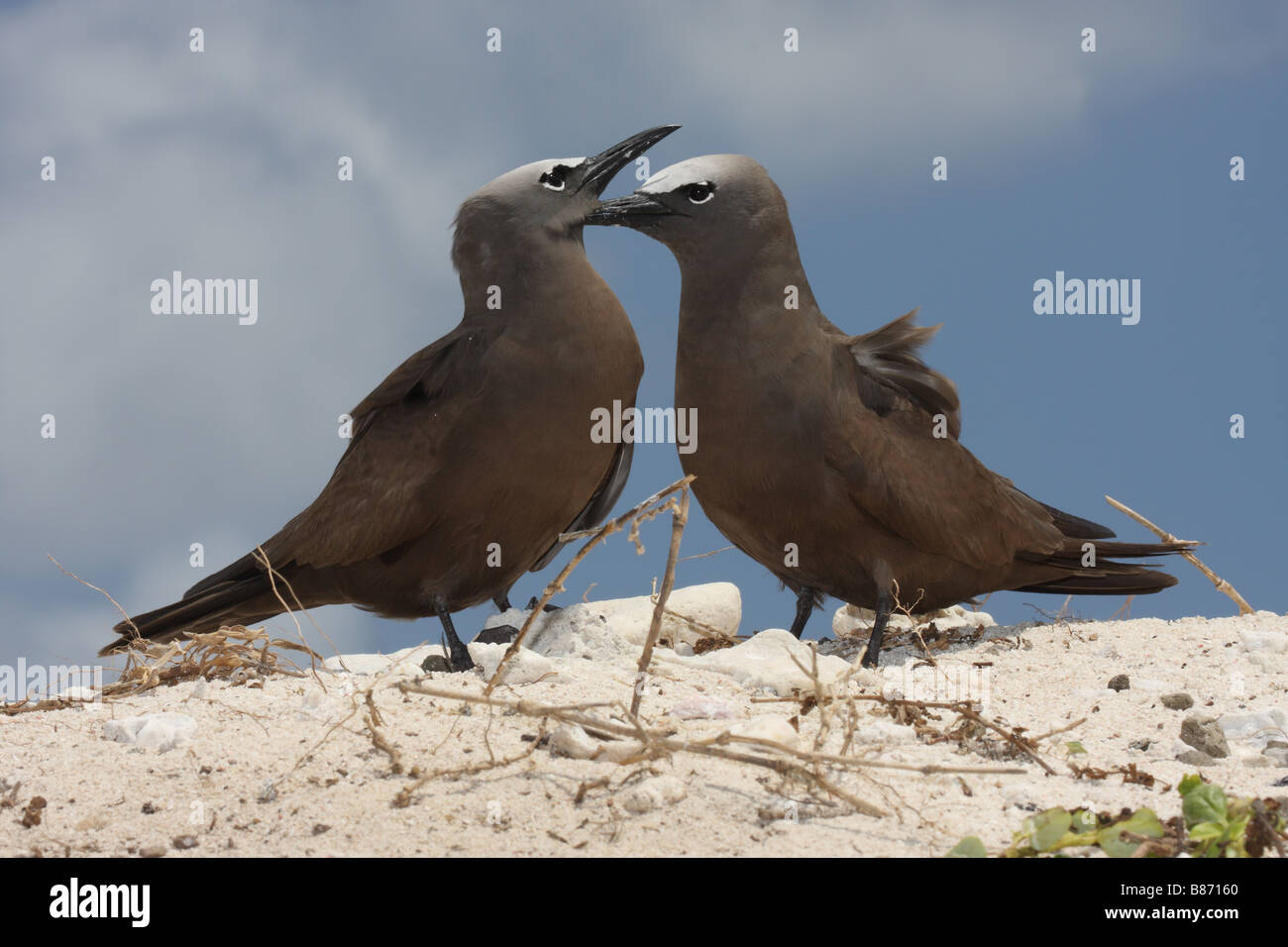 Common brown noddy hi-res stock photography and images - Alamy