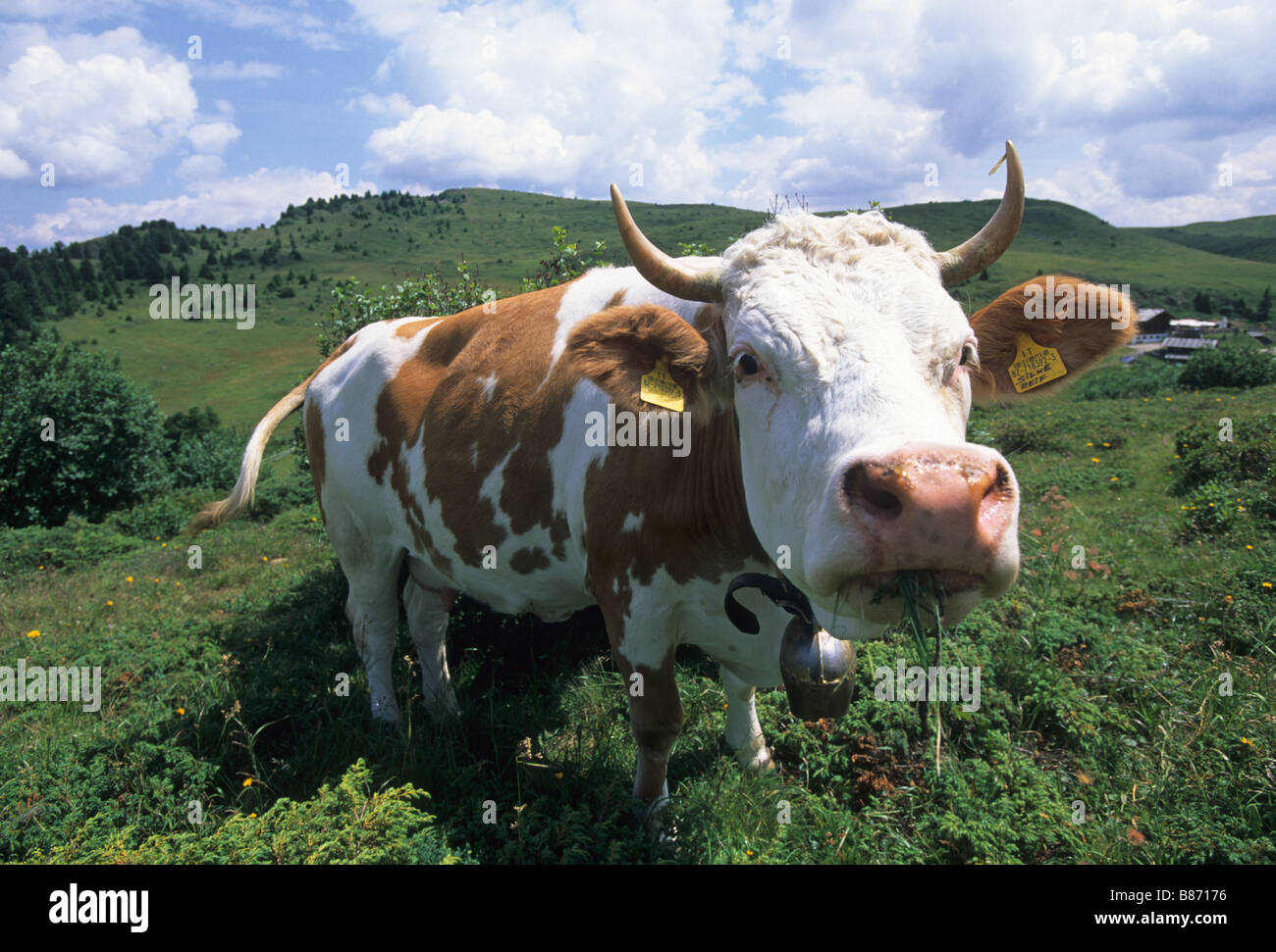 Elk176 1970 Italy Dolomites Alpe di Susi Seiser Alm cows Stock Photo ...
