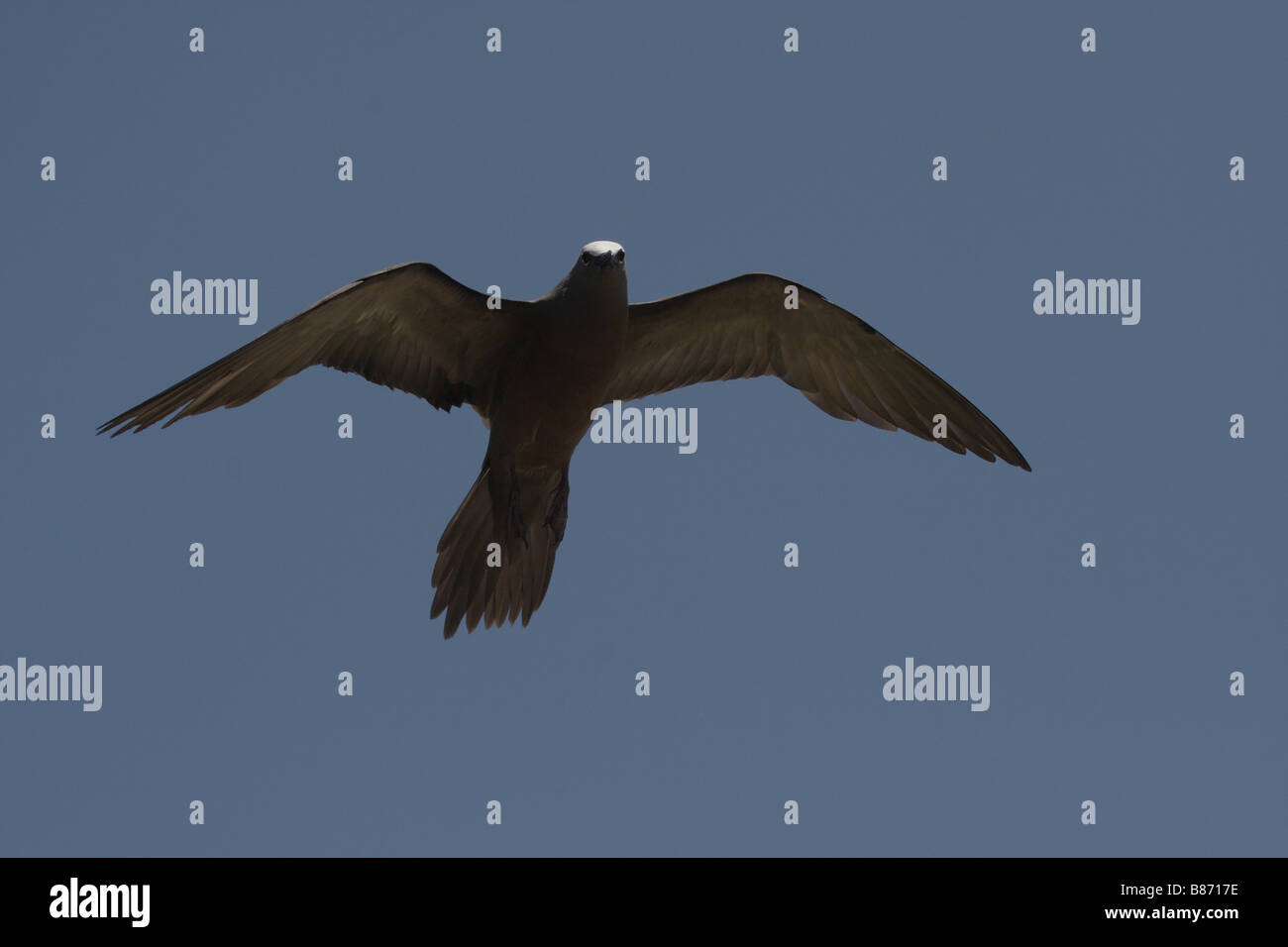 white capped noddy in flight Stock Photo - Alamy