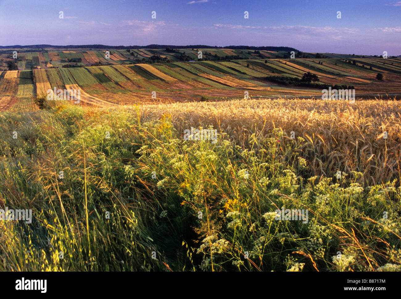 Organic Farm Fields Patterned Landscape Polish Countryside Stock Photo ...