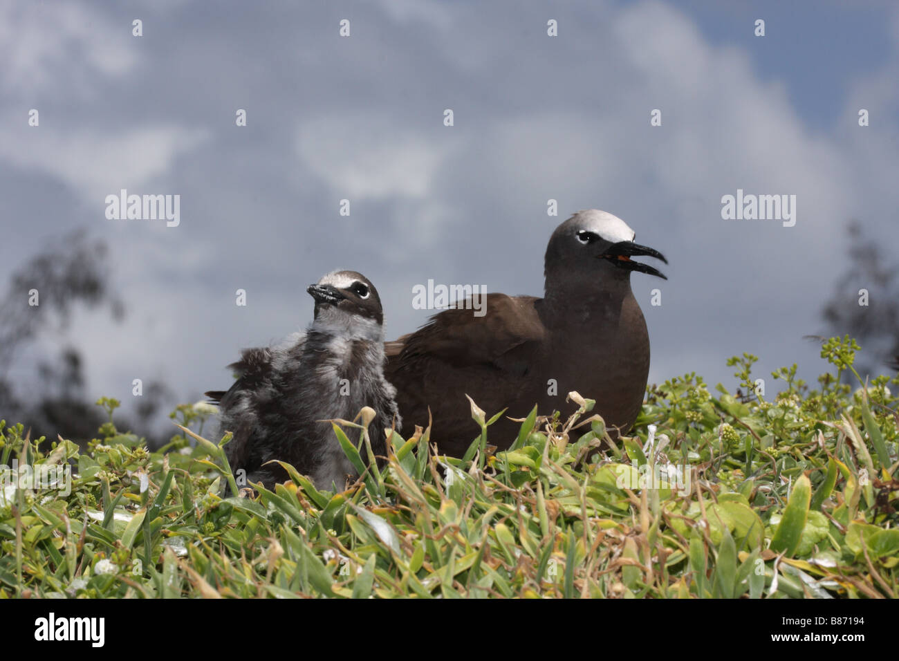 Common brown noddy hi-res stock photography and images - Alamy