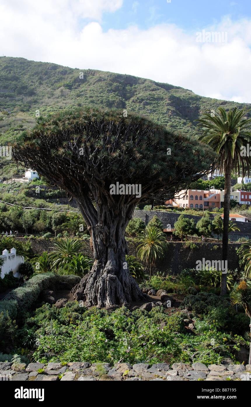 Dragon Tree Dracaena draco in the town of Icod de Los Vinos Tenerife ...