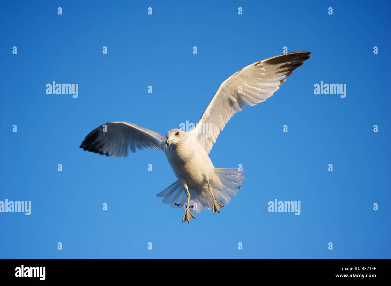 Swooping wings hi-res stock photography and images - Alamy