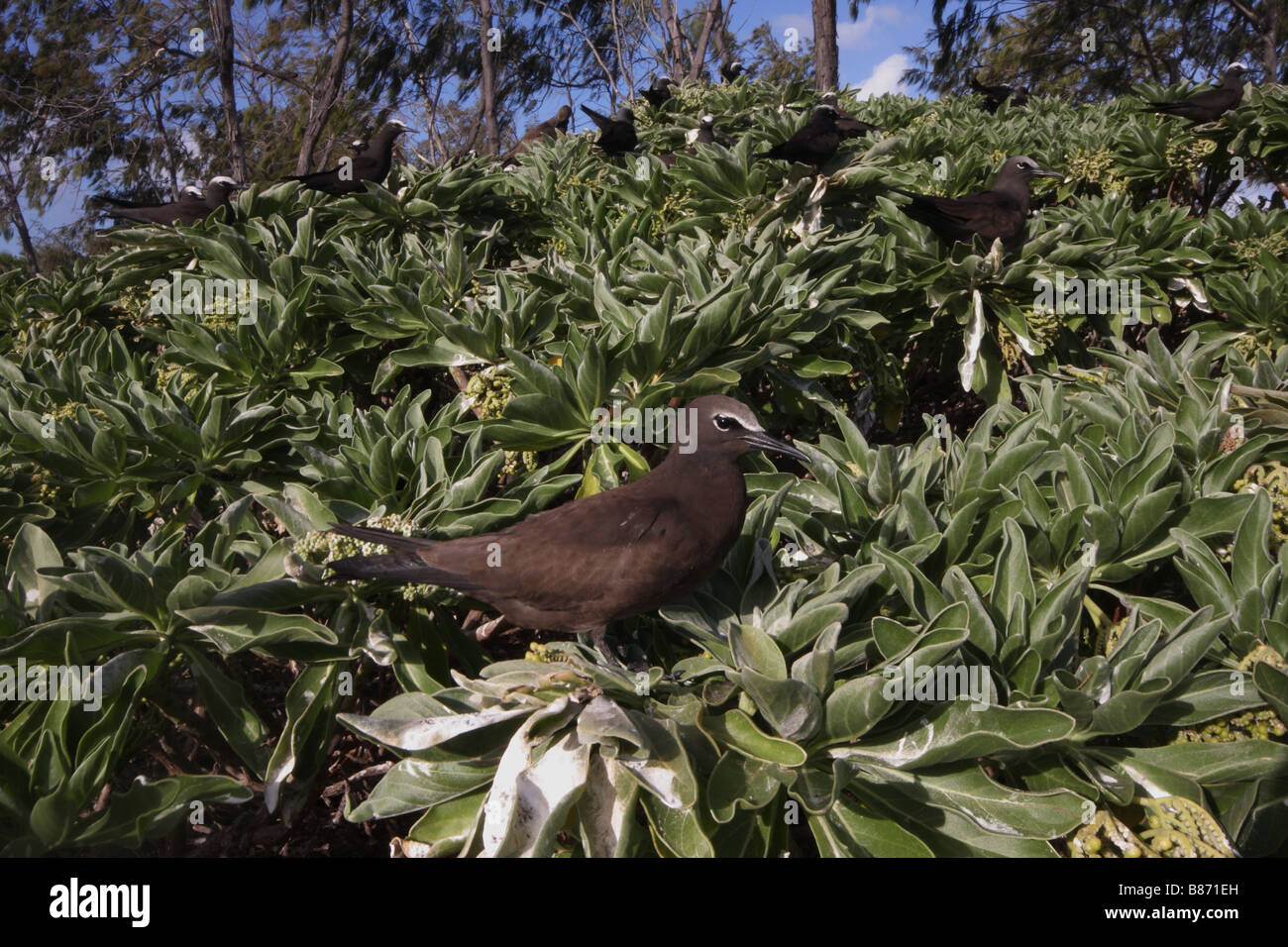 white capped noddies on nest in pistonia tree Stock Photo - Alamy