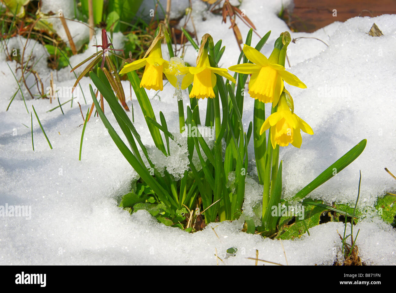 Osterglocke daffodil 13 Stock Photo - Alamy