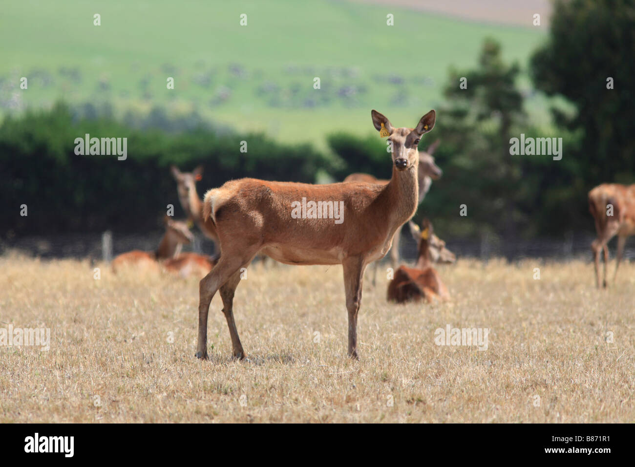 Commercial red deer farming,Oamaru, North Otago, South Island, New ...