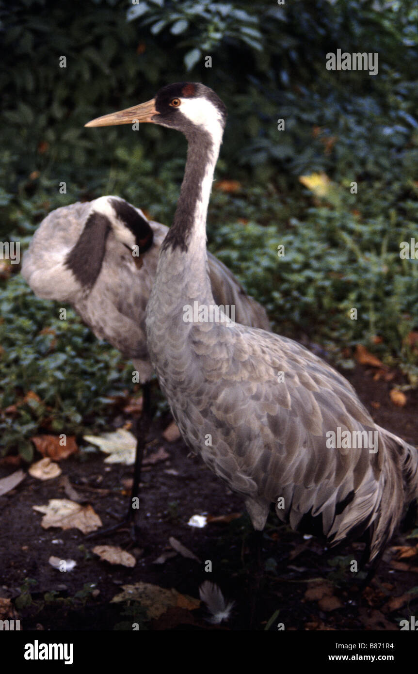 Grus gru common crane hi-res stock photography and images - Alamy