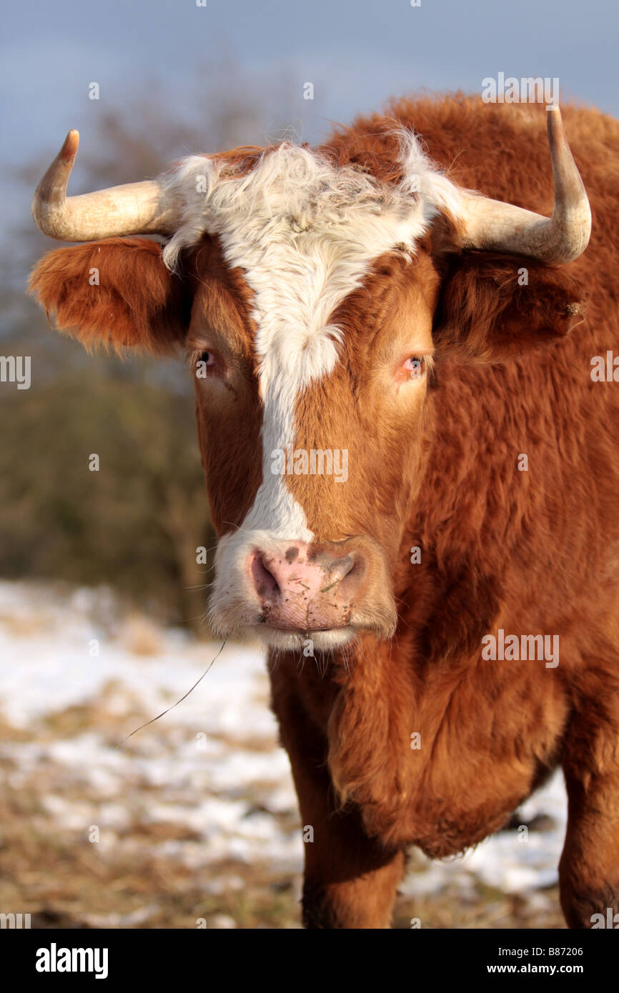 head, headshot, 'charalaris bullock', bull, calf, cow, baby ...