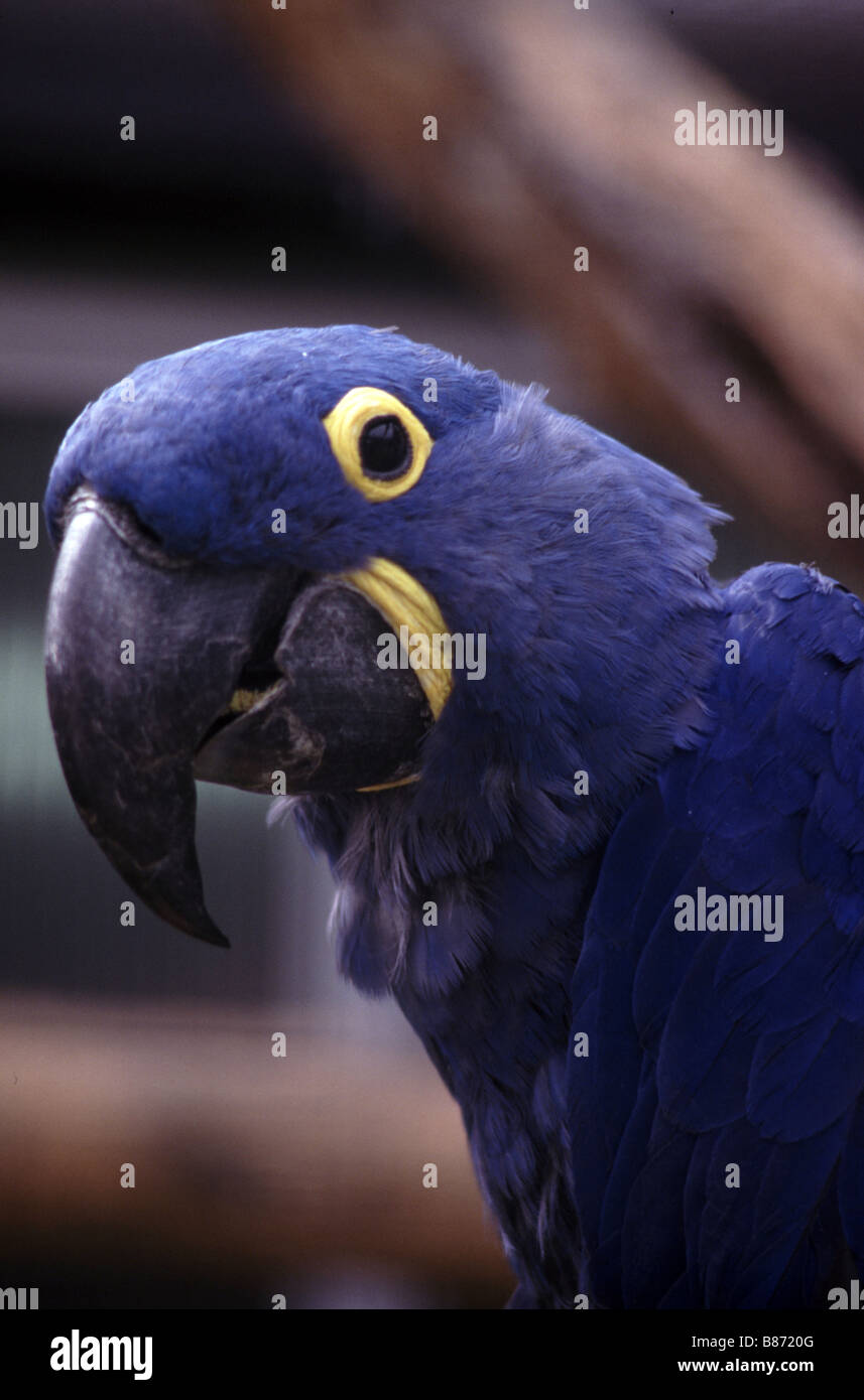 Anodorhynchus hyacinthinus, Hyacinth macaw Stock Photo - Alamy