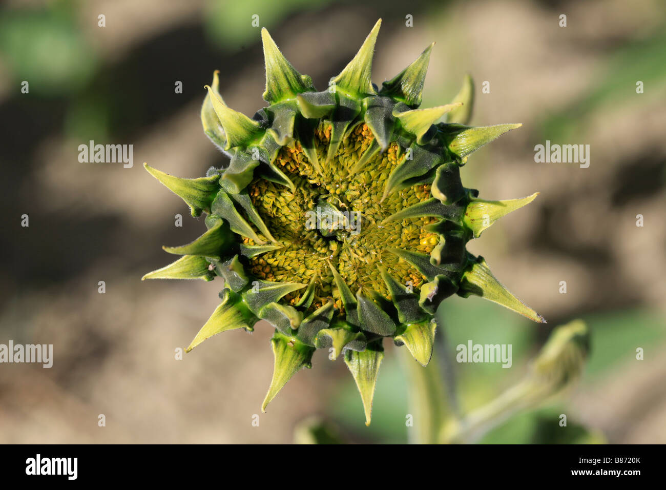 Close up of Sunflower head Stock Photo - Alamy