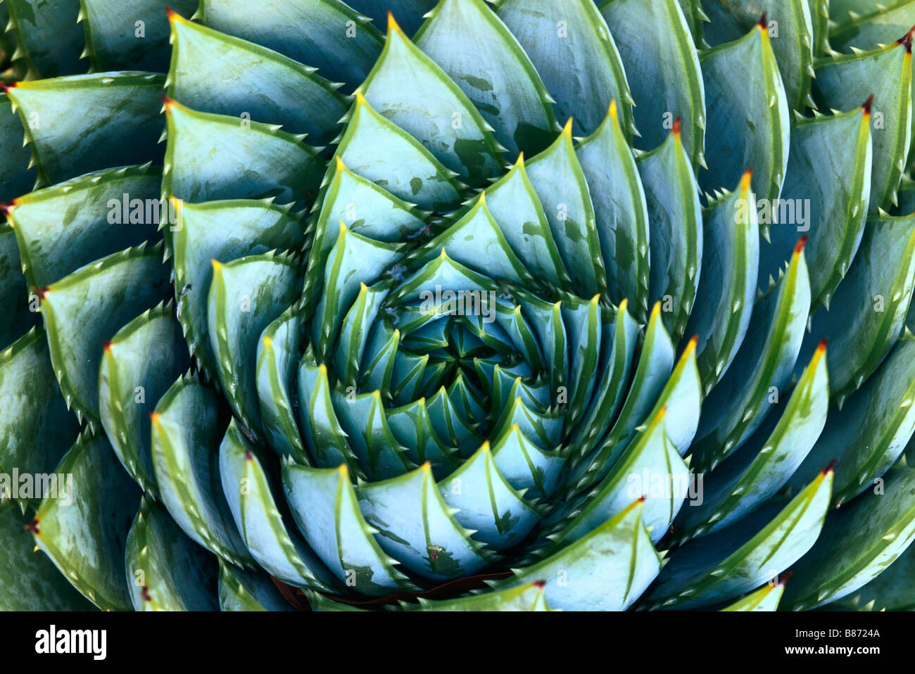 Aloe polyphylla Spiral Aloe Stock Photo - Alamy