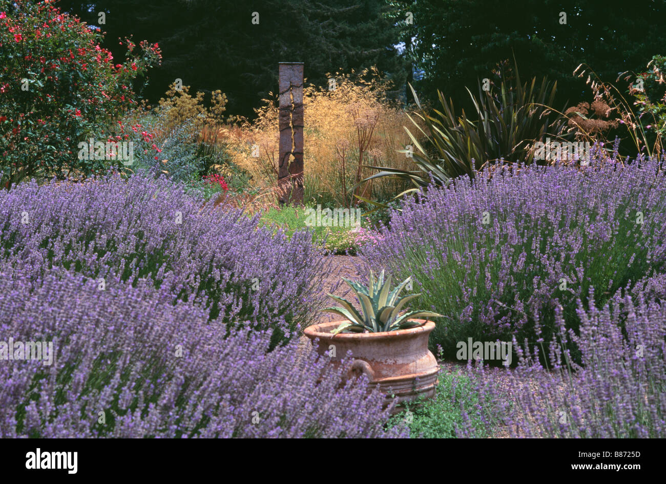 Lavender Provence in xeriscape drought tolerant garden with grass Stipa ...