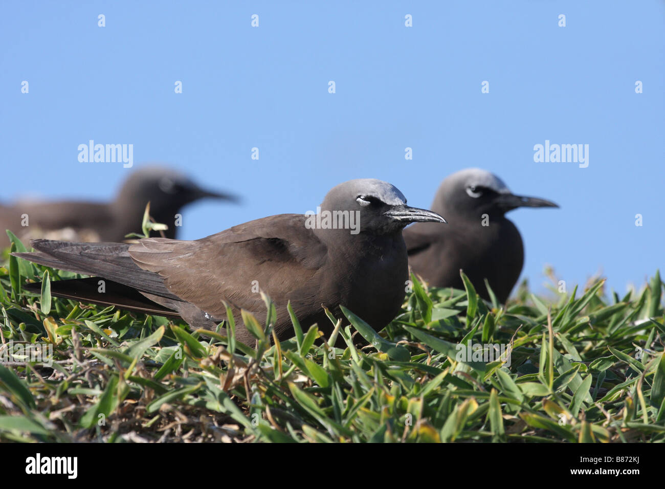 Common brown noddy hi-res stock photography and images - Alamy