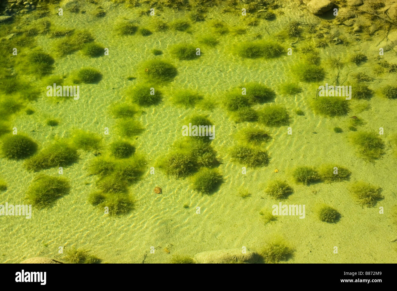 Macrophytes growing in a shallow pond Stock Photo - Alamy