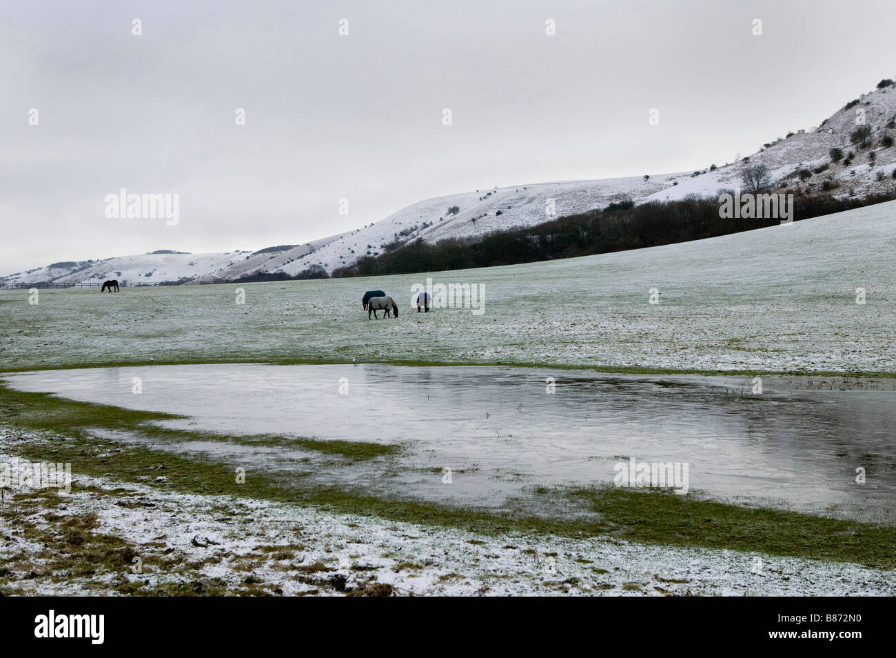 Horses Reflected in Icey Water Stock Photo - Alamy