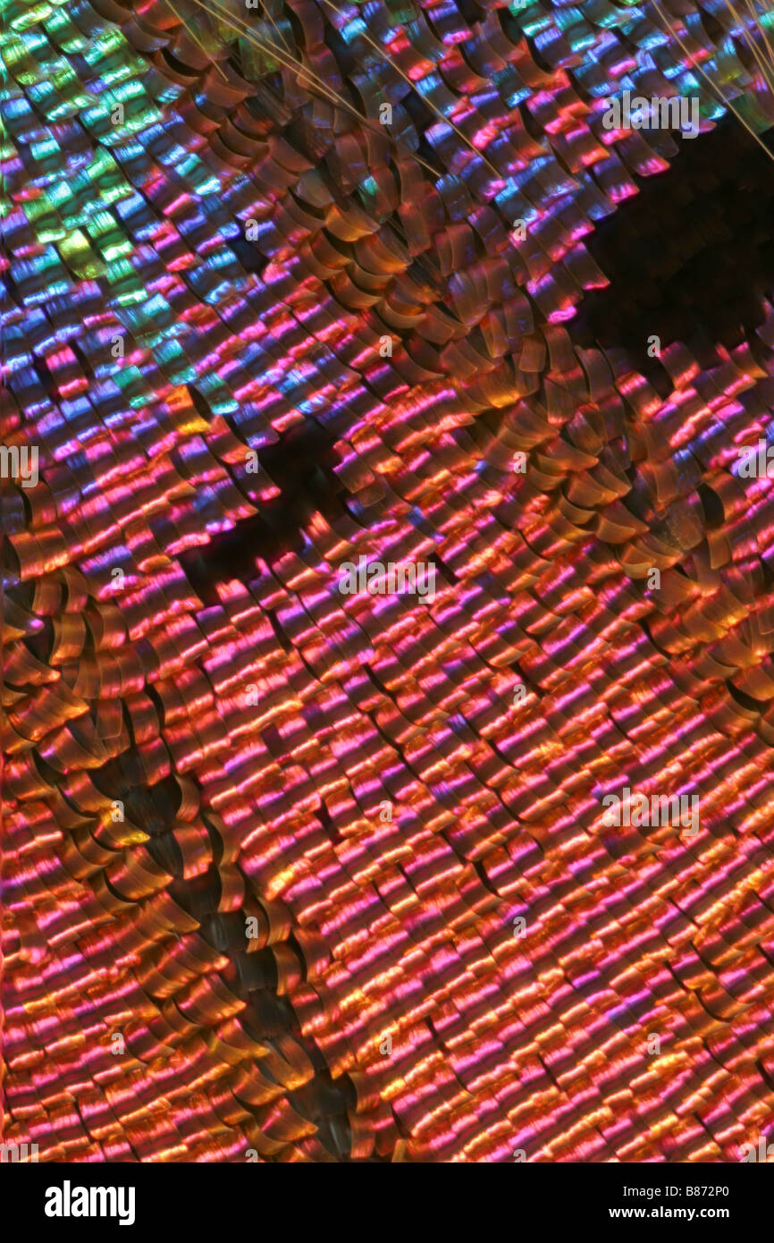 Close-up of the wing of a Madagascan sunset moth (Chrysiridia rhipheus ...