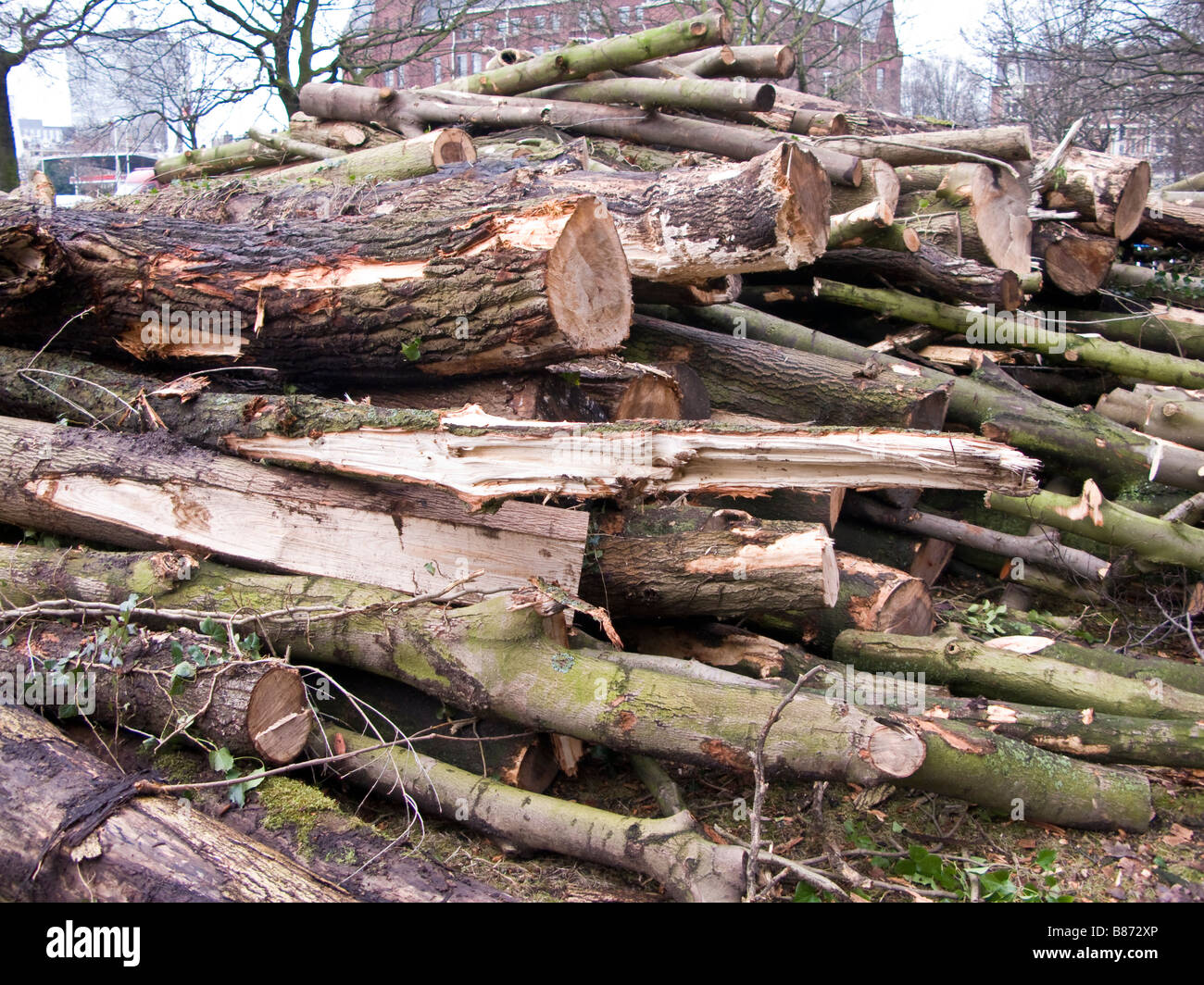 Pile of tree logs, park, The Hague, Netherlands Stock Photo - Alamy