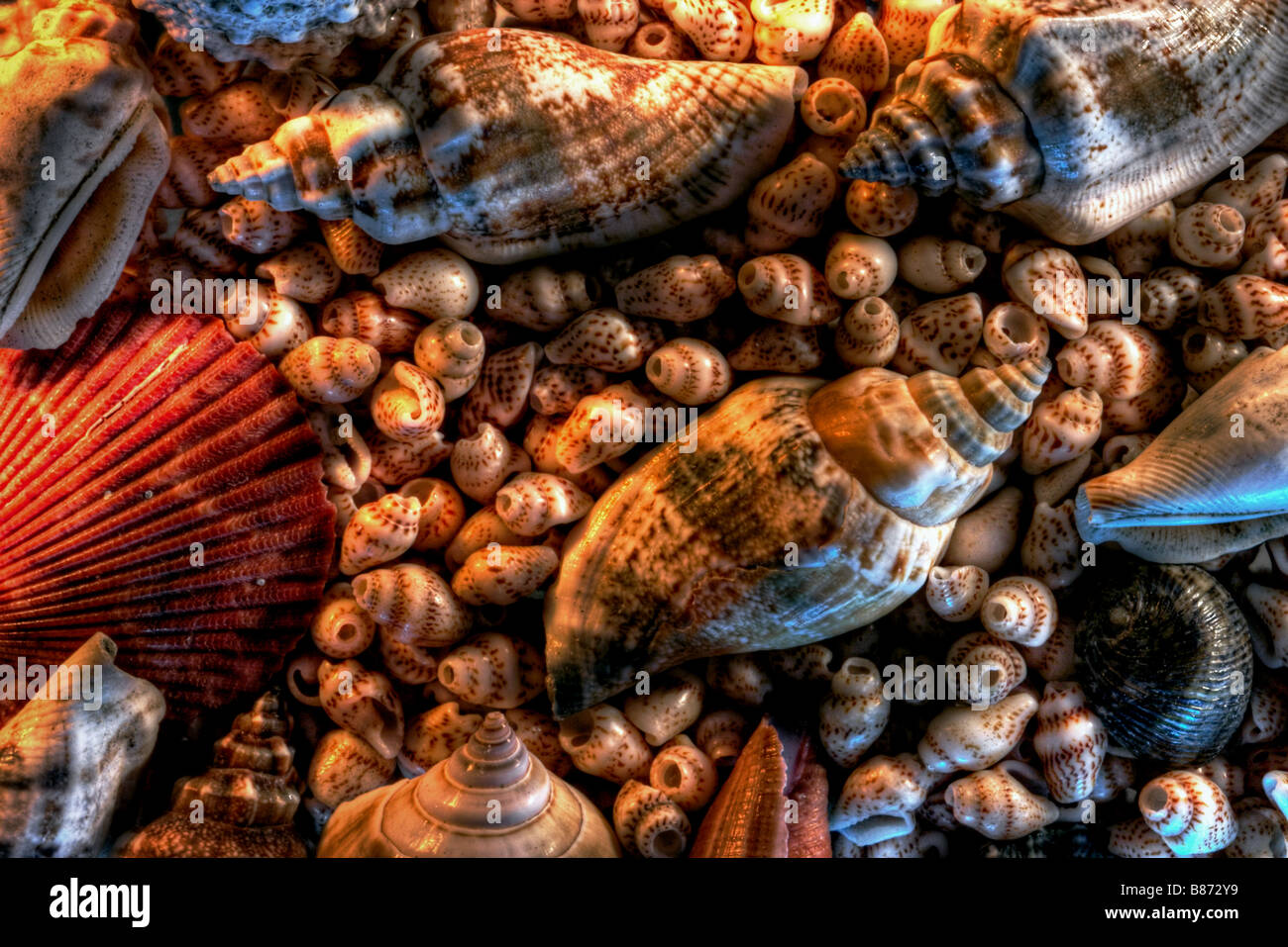 Diversity of shells hi-res stock photography and images - Alamy