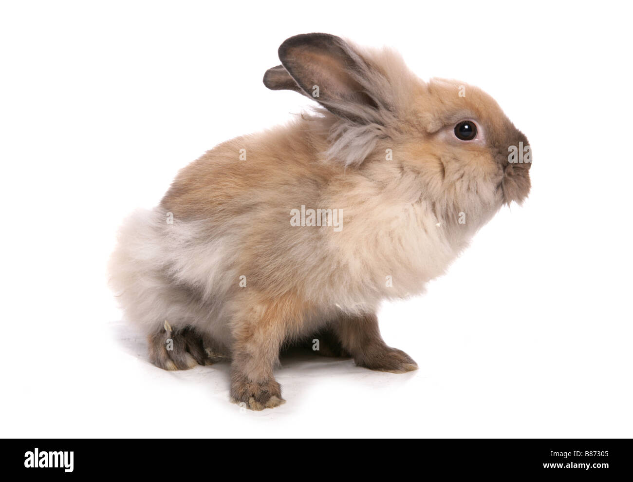 Lionhead rabbit hi-res stock photography and images - Alamy
